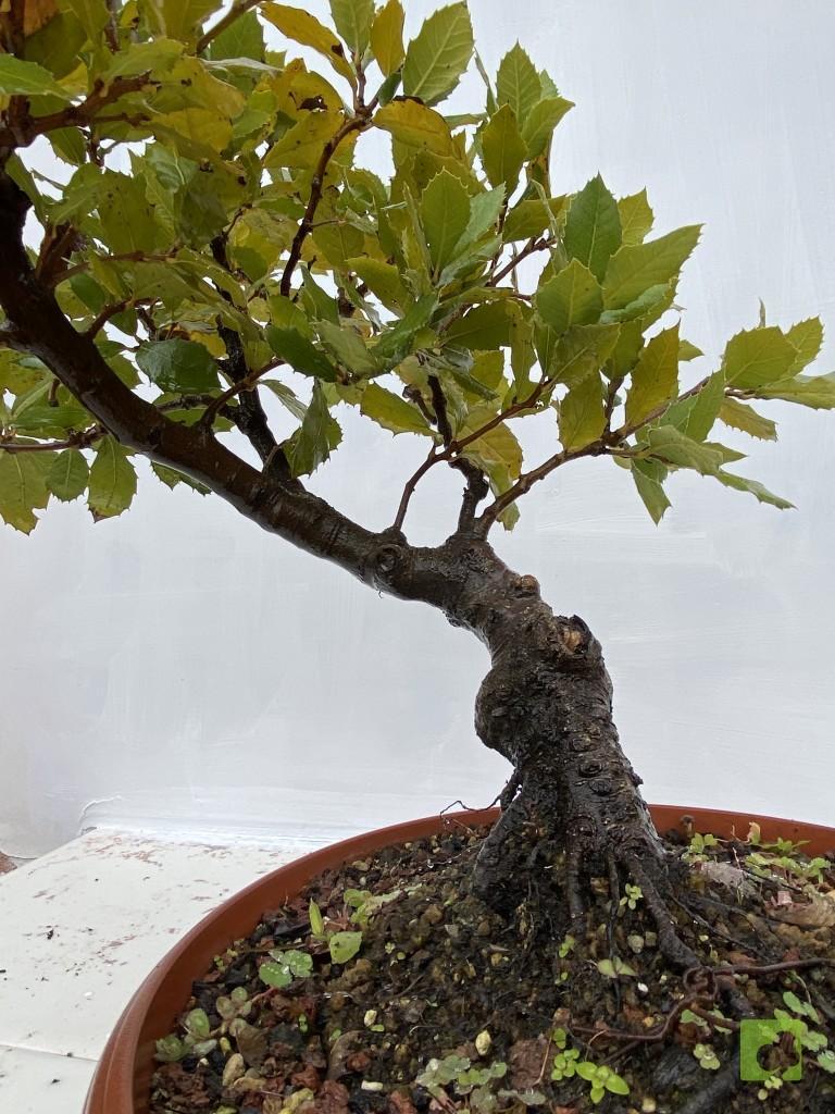 PREBONSAI ENCINA