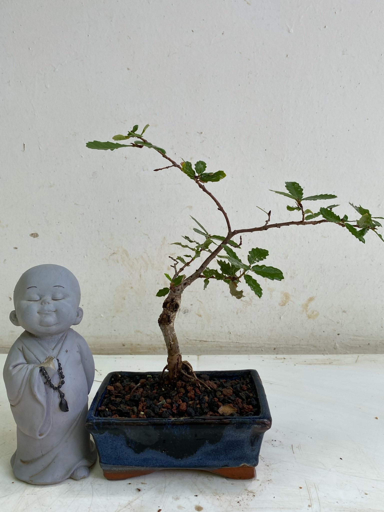 BONSAI ROBLE - Bonsais Viveros