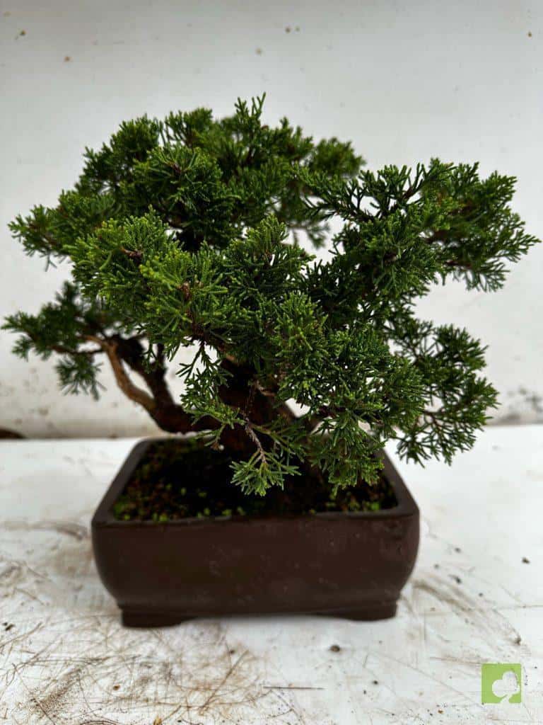BONSAI JUNIPERO CHINENSIS - Bonsais Viveros