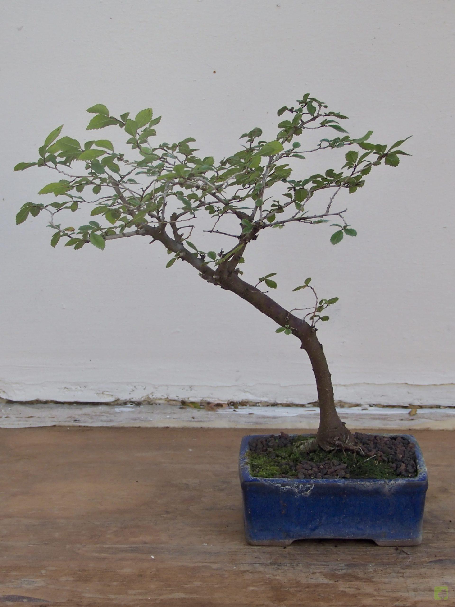 BONSAI OLMO CHINO (Ulmus Parviflora) - Bonsais Viveros