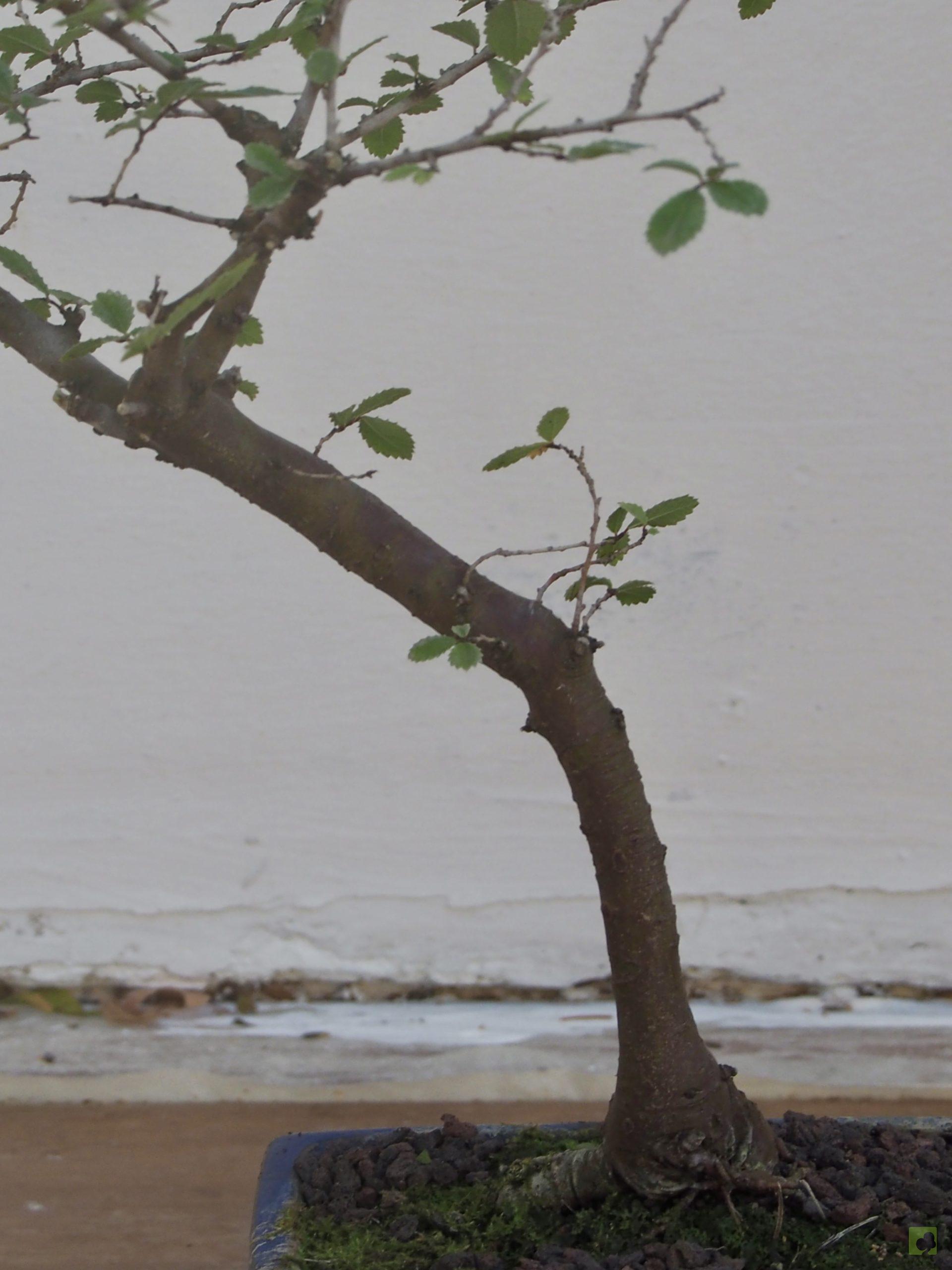 BONSAI OLMO CHINO (Ulmus Parviflora) - Bonsais Viveros